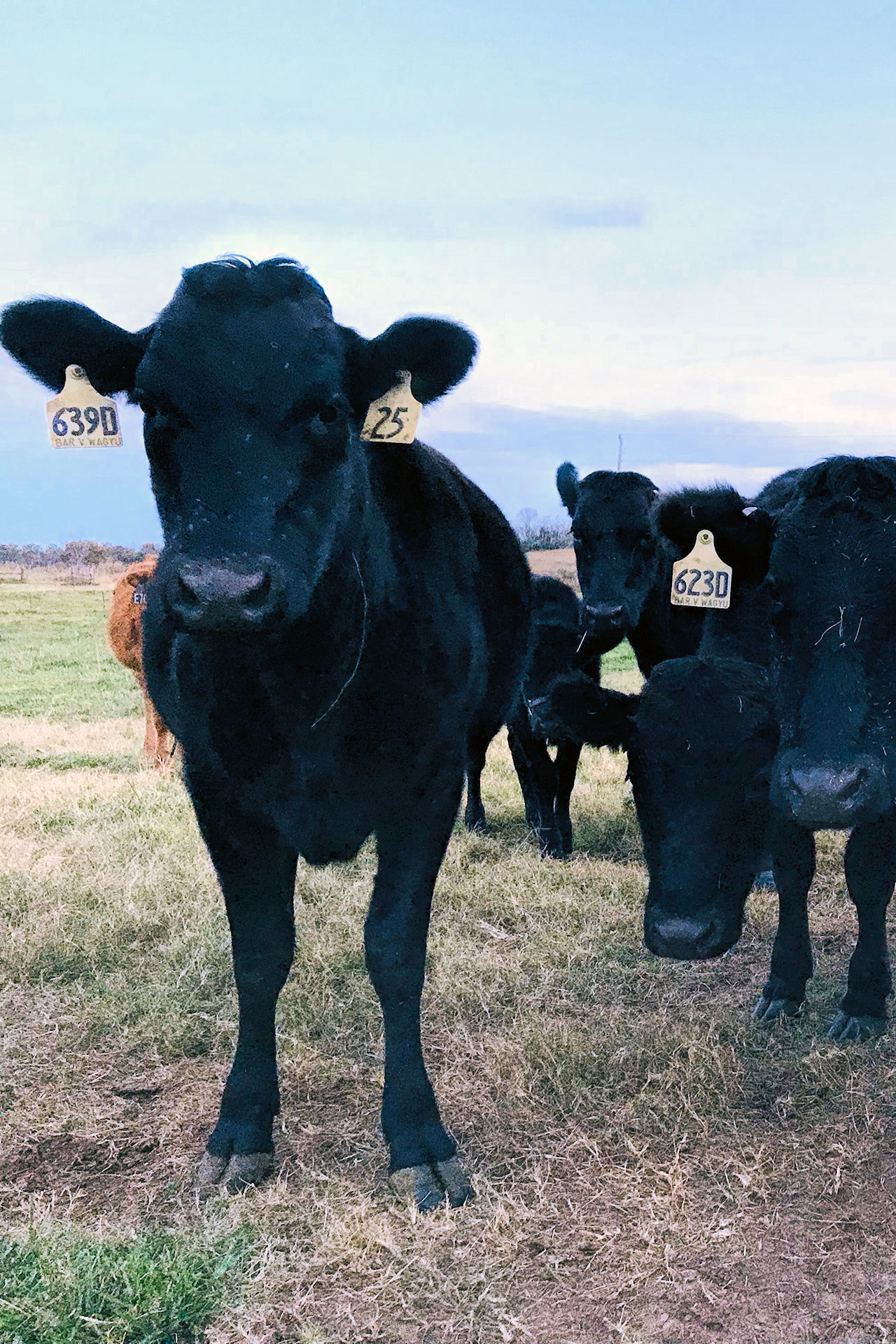 American Wagyu Beef - Goodsell Land & Cattle Ranch, Oklahoma